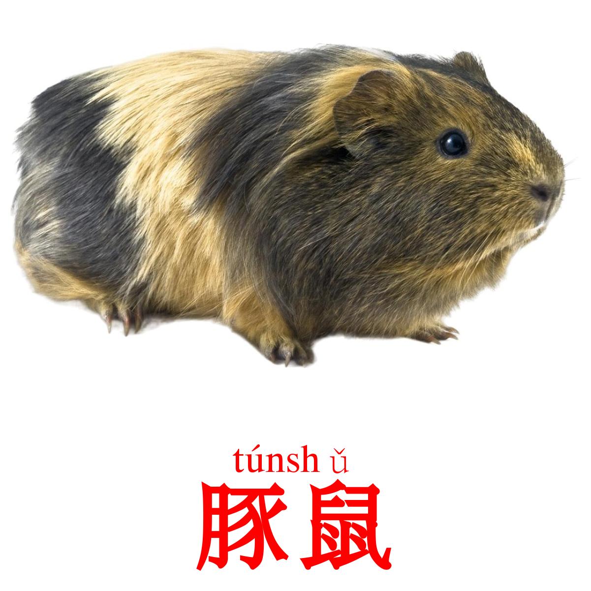 10 FREE Domestic animals Flashcards | PDF | Chinese(Simplified) Words