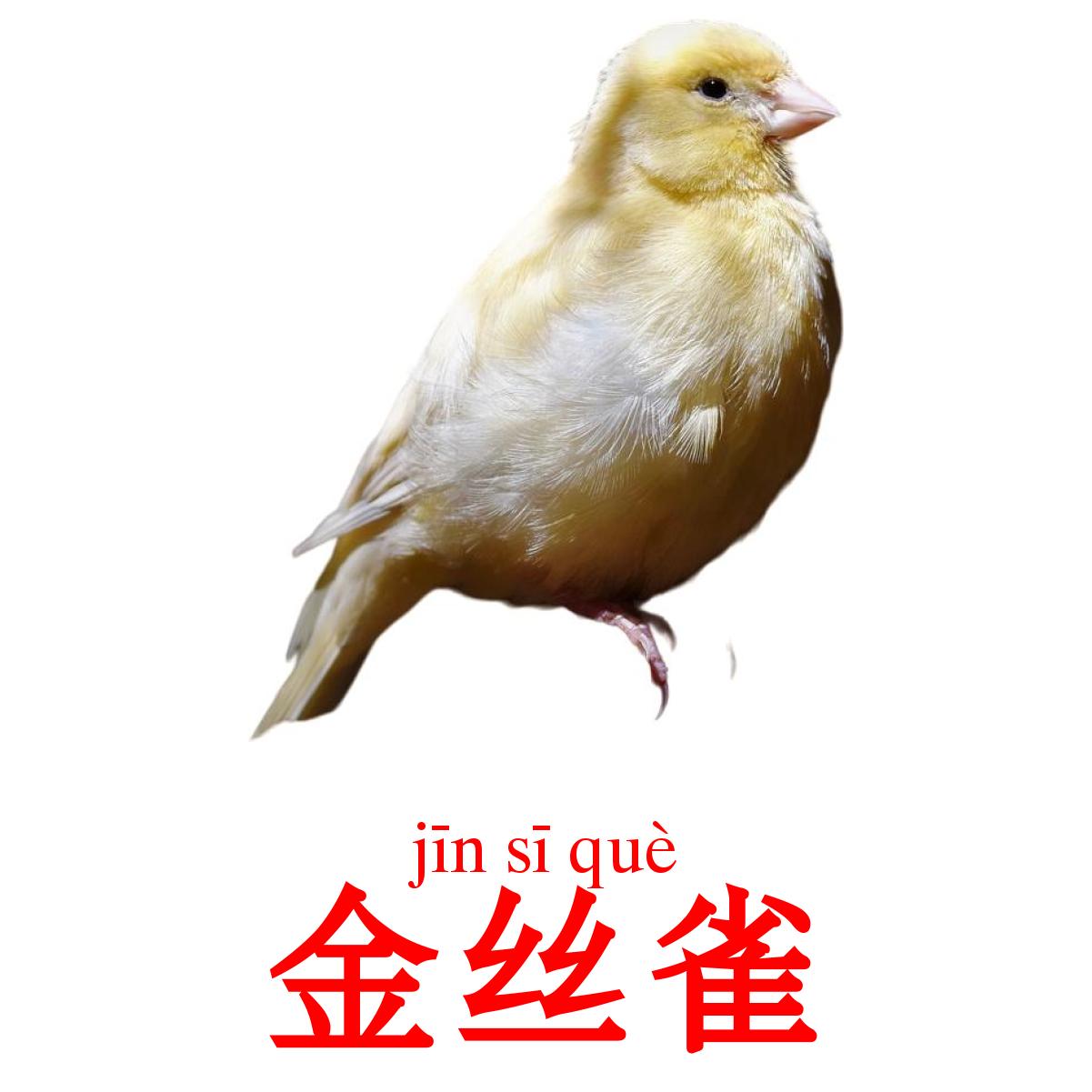 11 Printable Domestic animals Flashcards in Chinese(Simplified) (Free PDF)