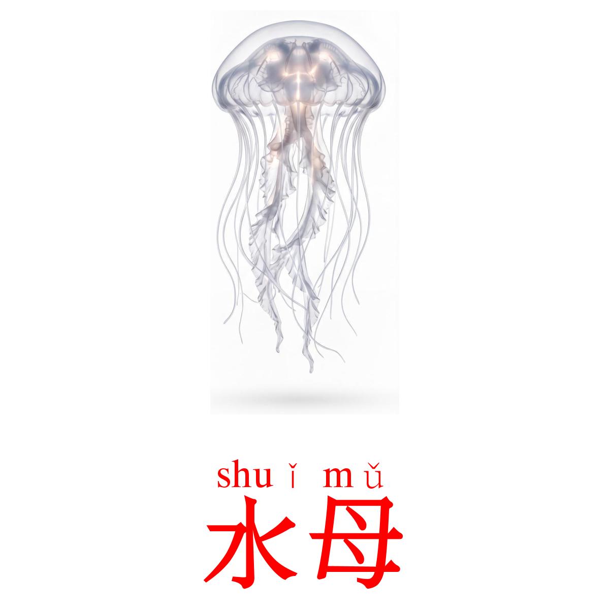 29 FREE Sea animals Flashcards in 4 PDF formats | Chinese(Simplified ...