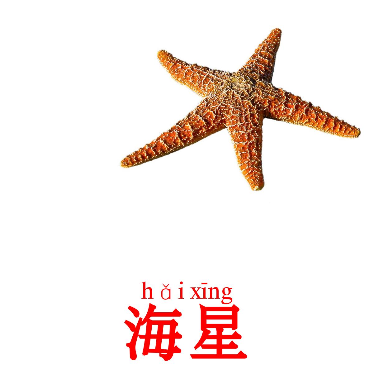 30 Printable Sea animals Flashcards in Chinese(Simplified) (Free PDF)