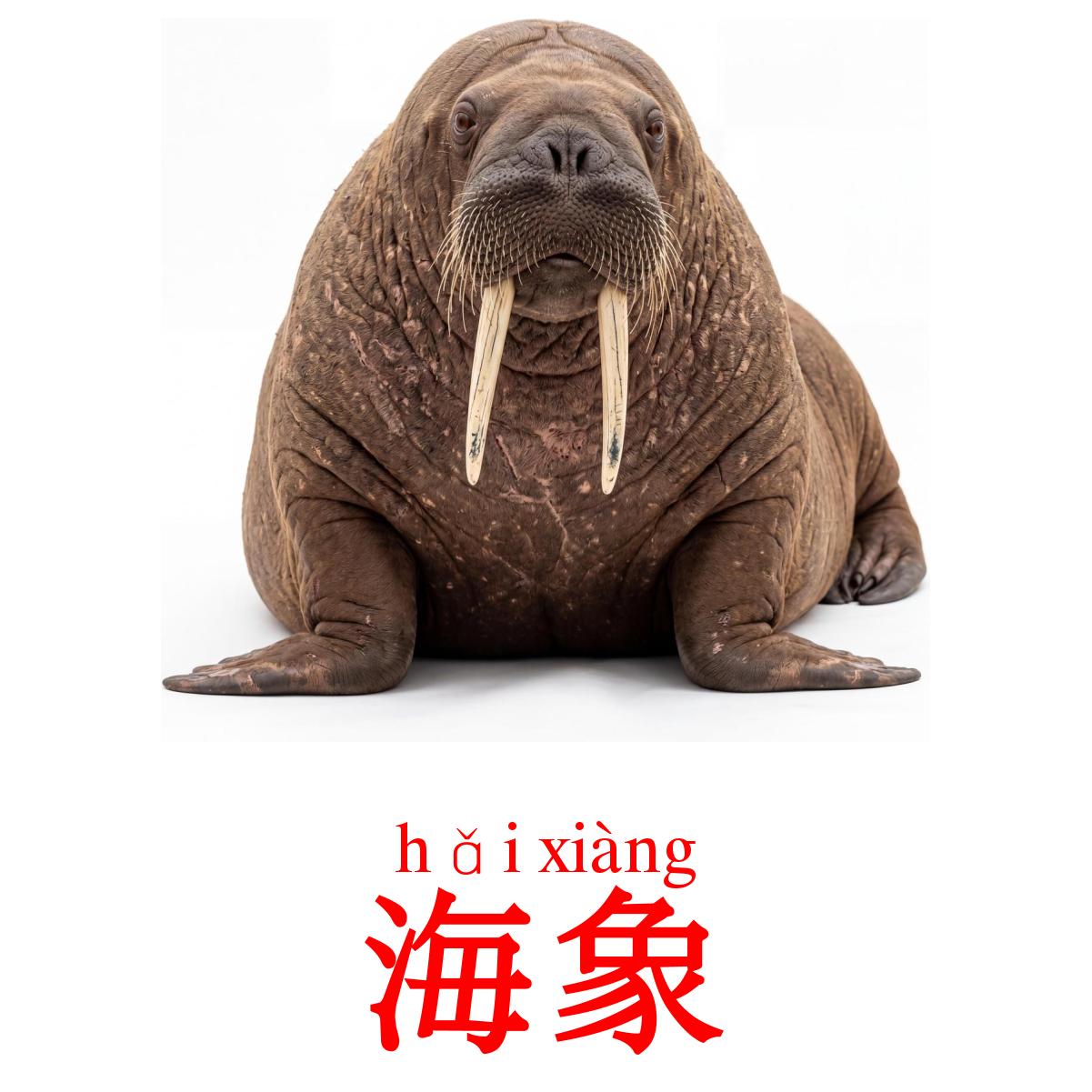 30 Printable Sea animals Flashcards in Chinese(Simplified) (Free PDF)
