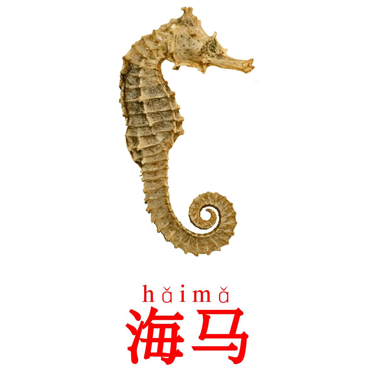 30 Printable Sea animals Flashcards in Chinese(Simplified) (Free PDF)