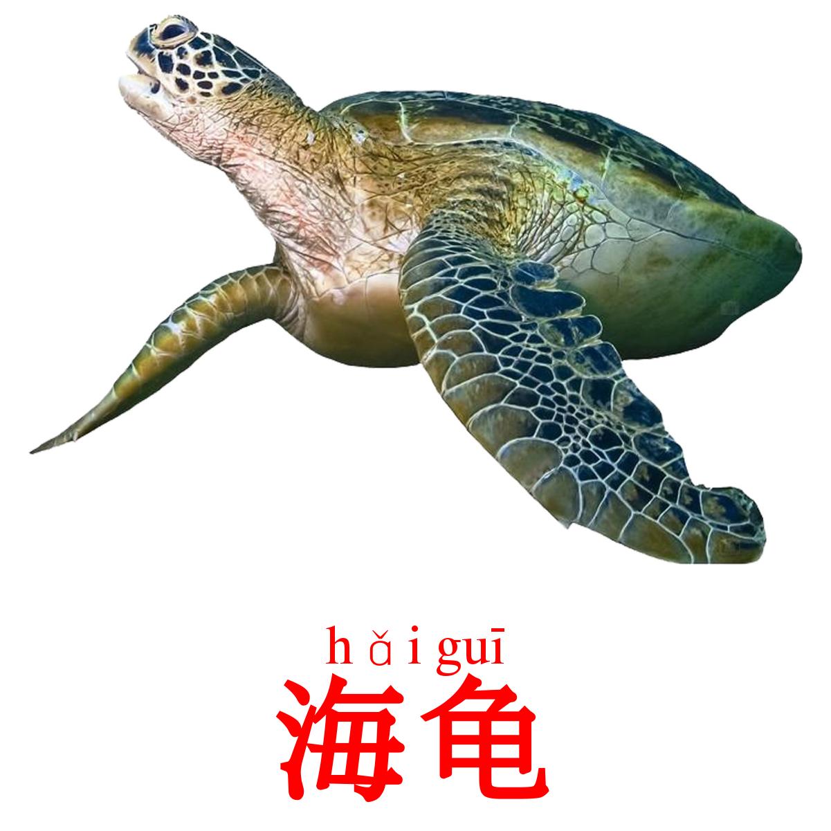 30 Printable Sea animals Flashcards in Chinese(Simplified) (Free PDF)