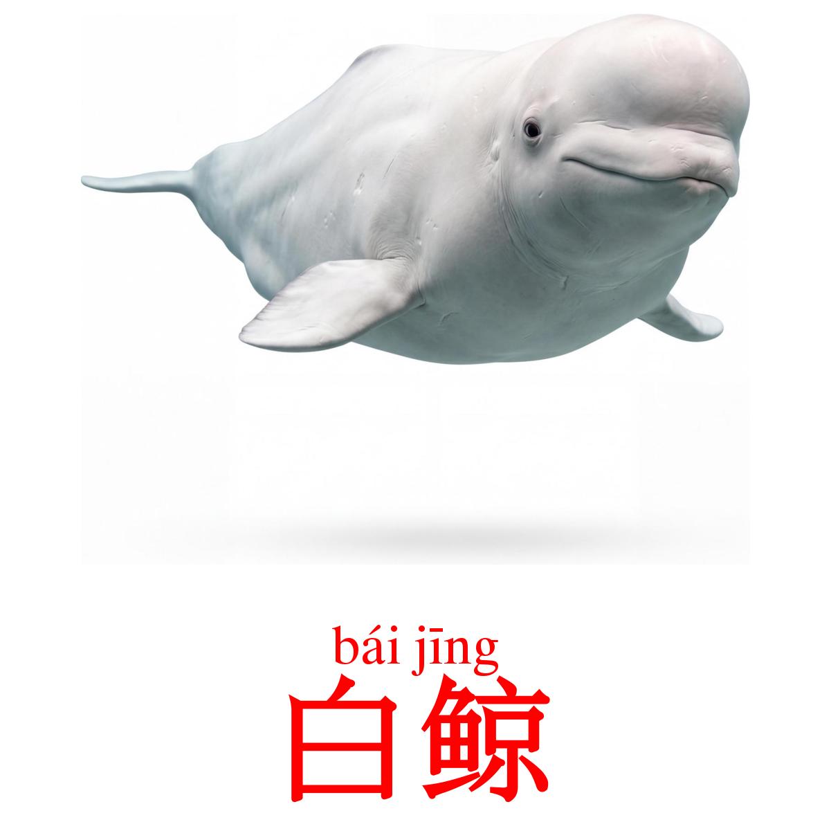 30 Printable Sea animals Flashcards in Chinese(Simplified) (Free PDF)