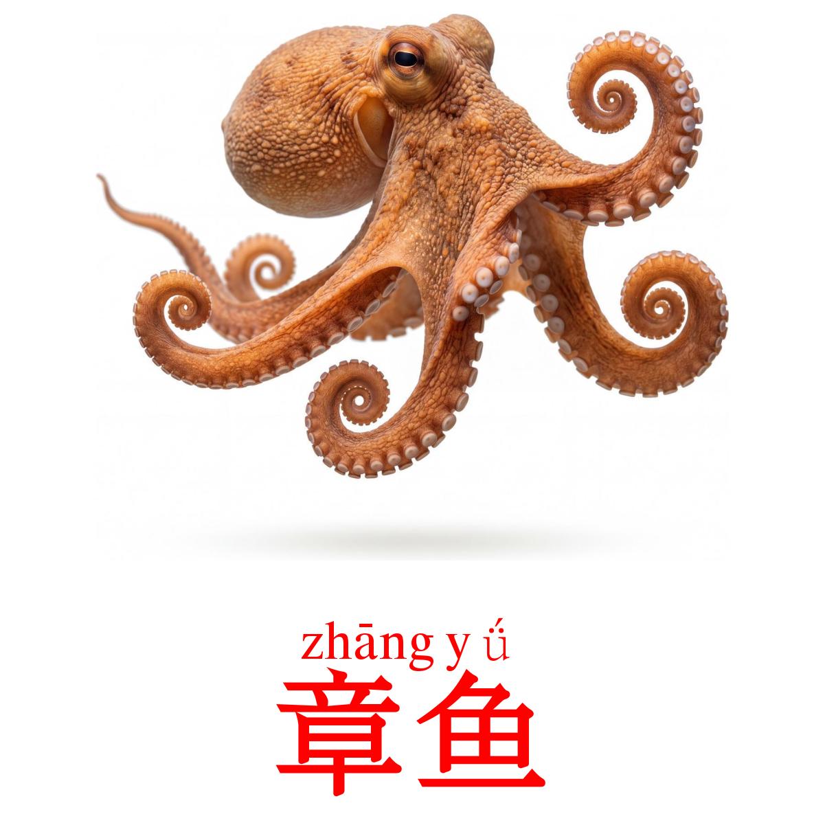 30 Printable Sea animals Flashcards in Chinese(Simplified) (Free PDF)