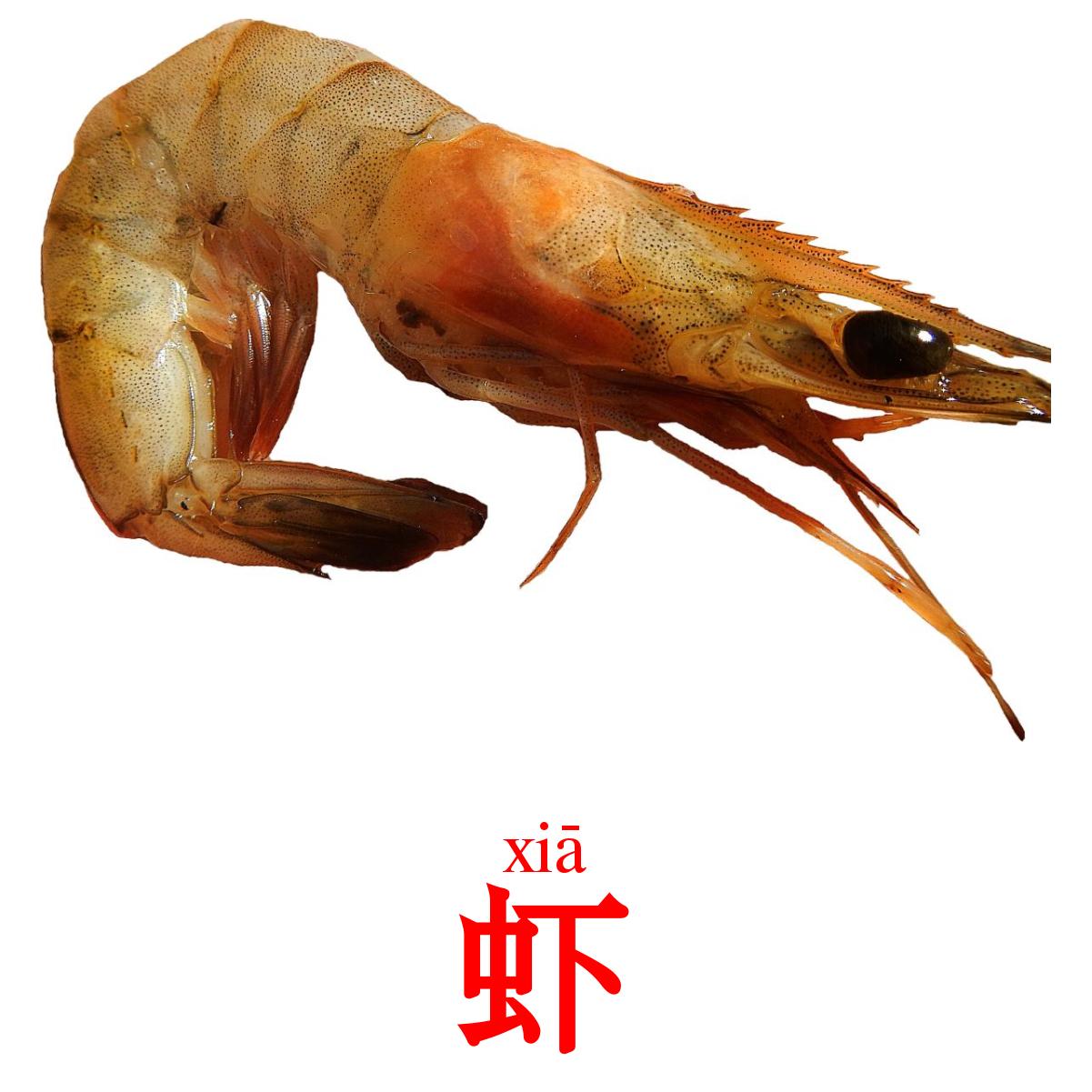 30 Printable Sea animals Flashcards in Chinese(Simplified) (Free PDF)