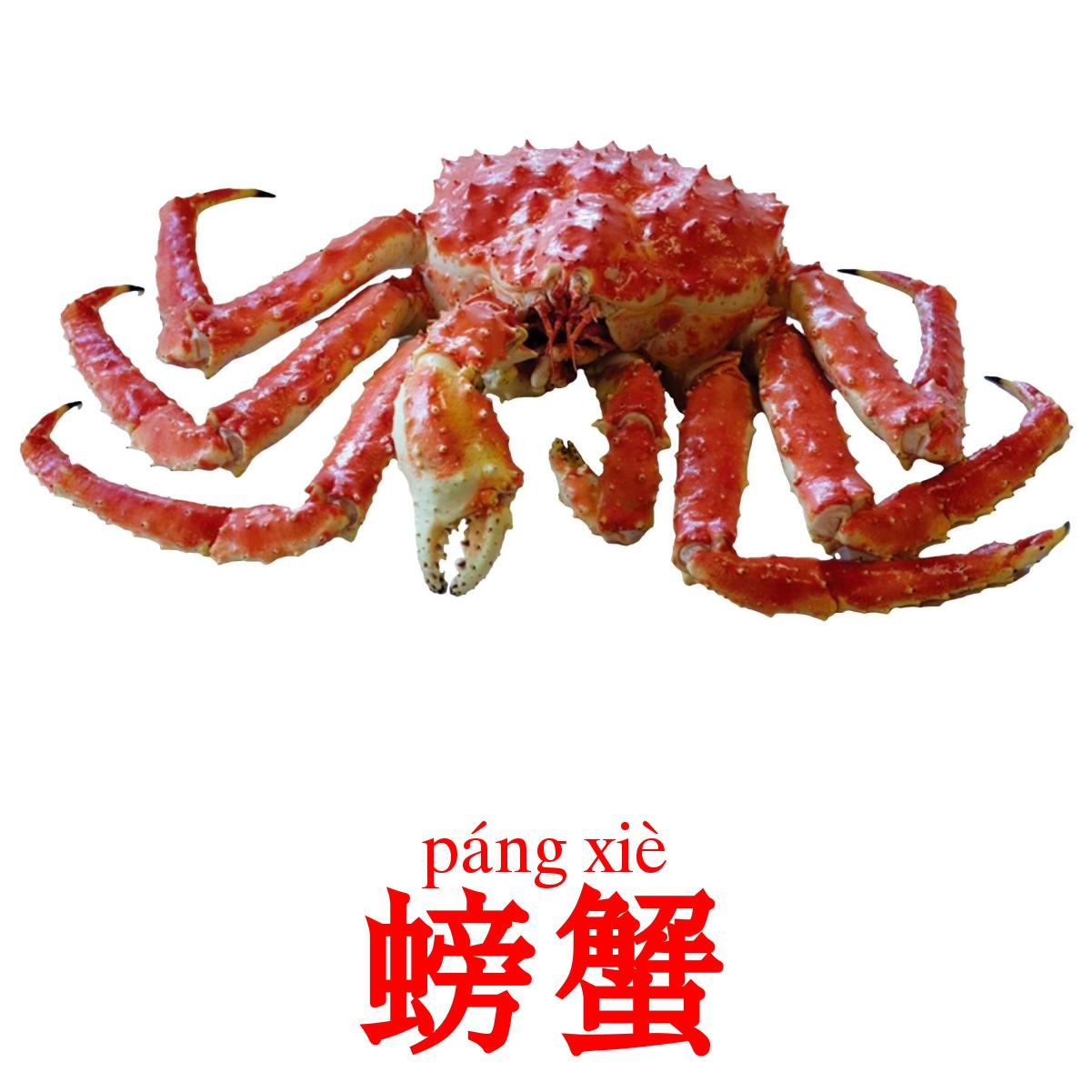 30 Printable Sea animals Flashcards in Chinese(Simplified) (Free PDF)