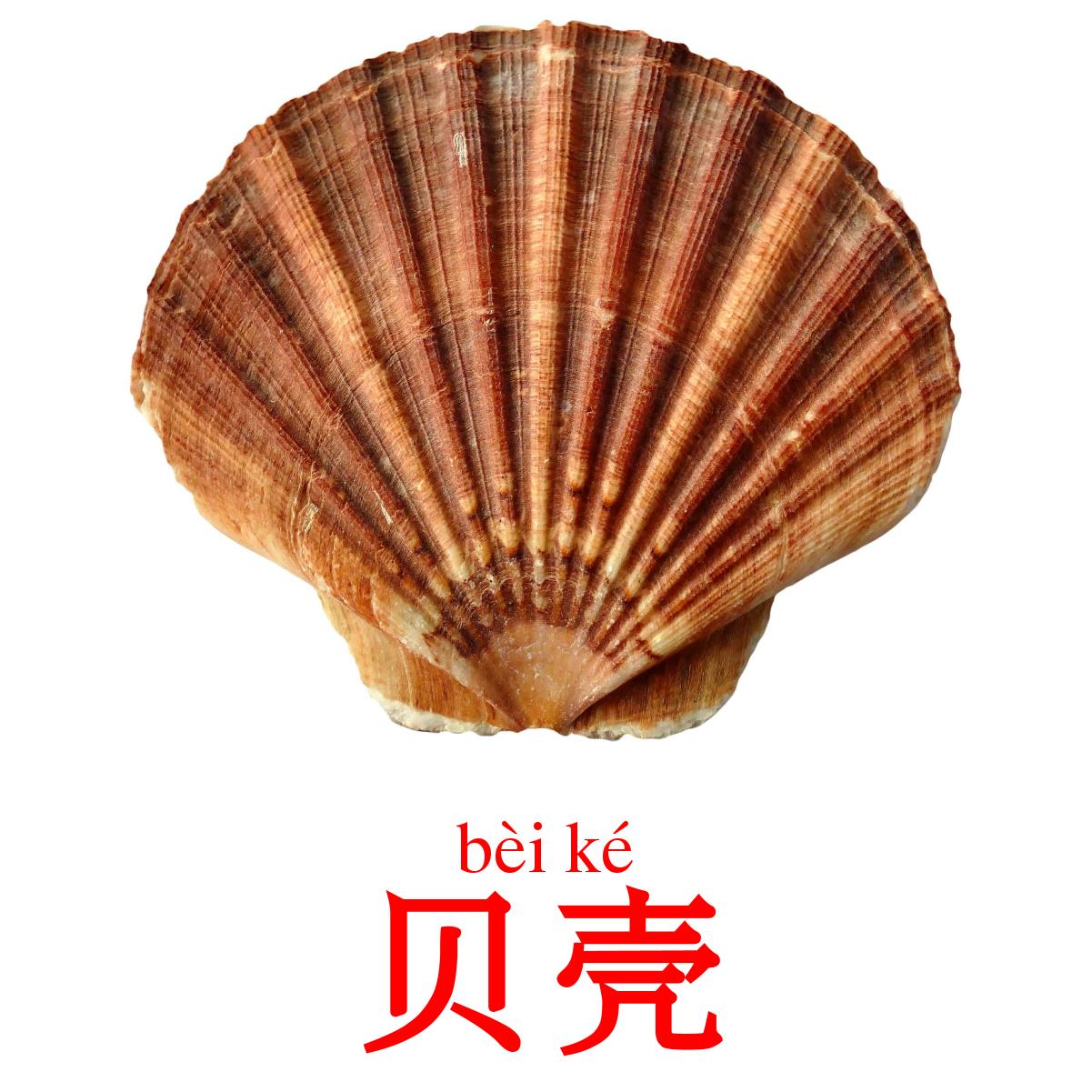 30 Printable Sea animals Flashcards in Chinese(Simplified) (Free PDF)
