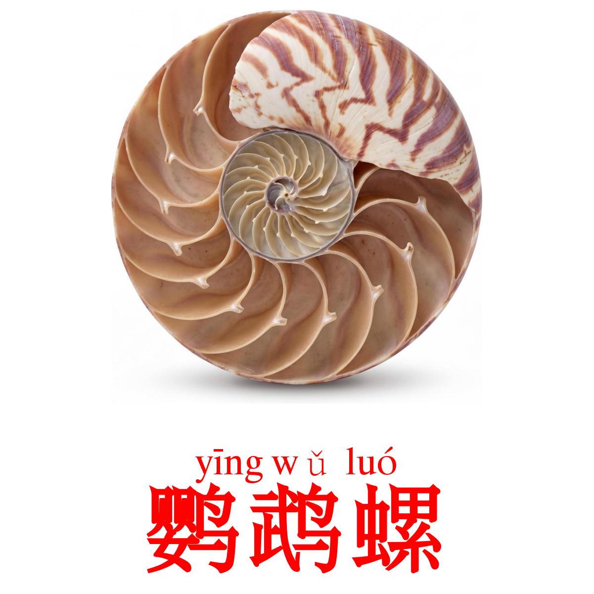 30 Printable Sea animals Flashcards in Chinese(Simplified) (Free PDF)