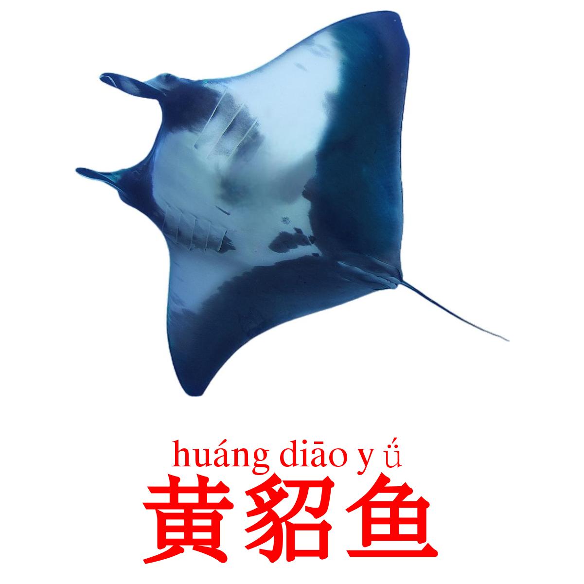 30 Printable Sea animals Flashcards in Chinese(Simplified) (Free PDF)
