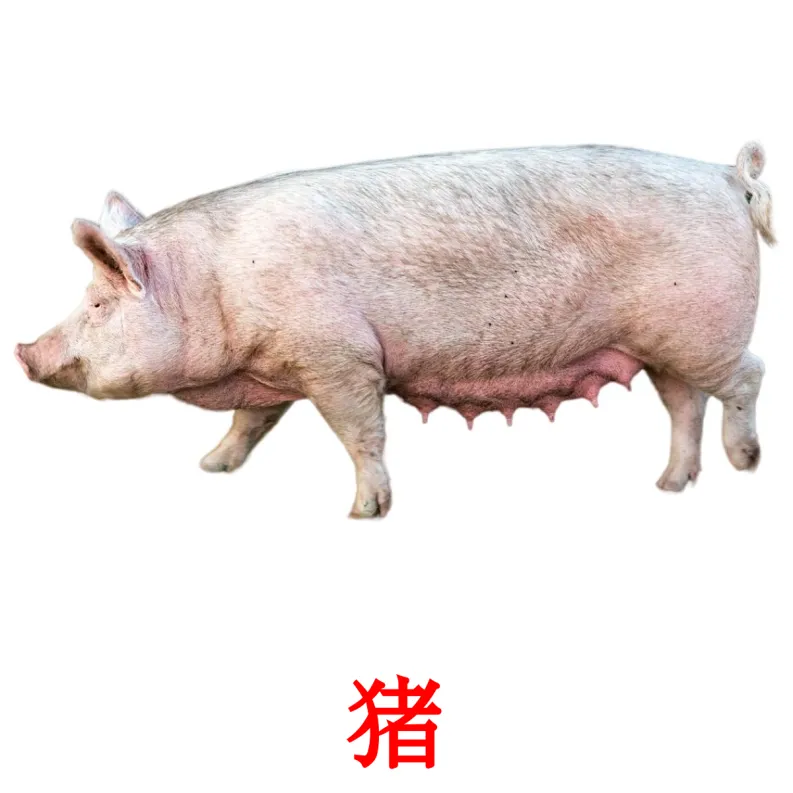 15 FREE Farm animals Flashcards | PDF | Chinese(Simplified) Words