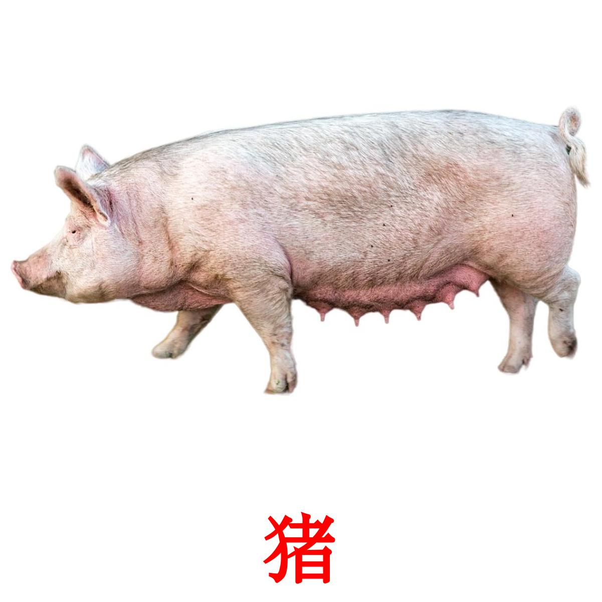 16 Printable Farm animals Flashcards in Chinese(Simplified) (Free PDF)