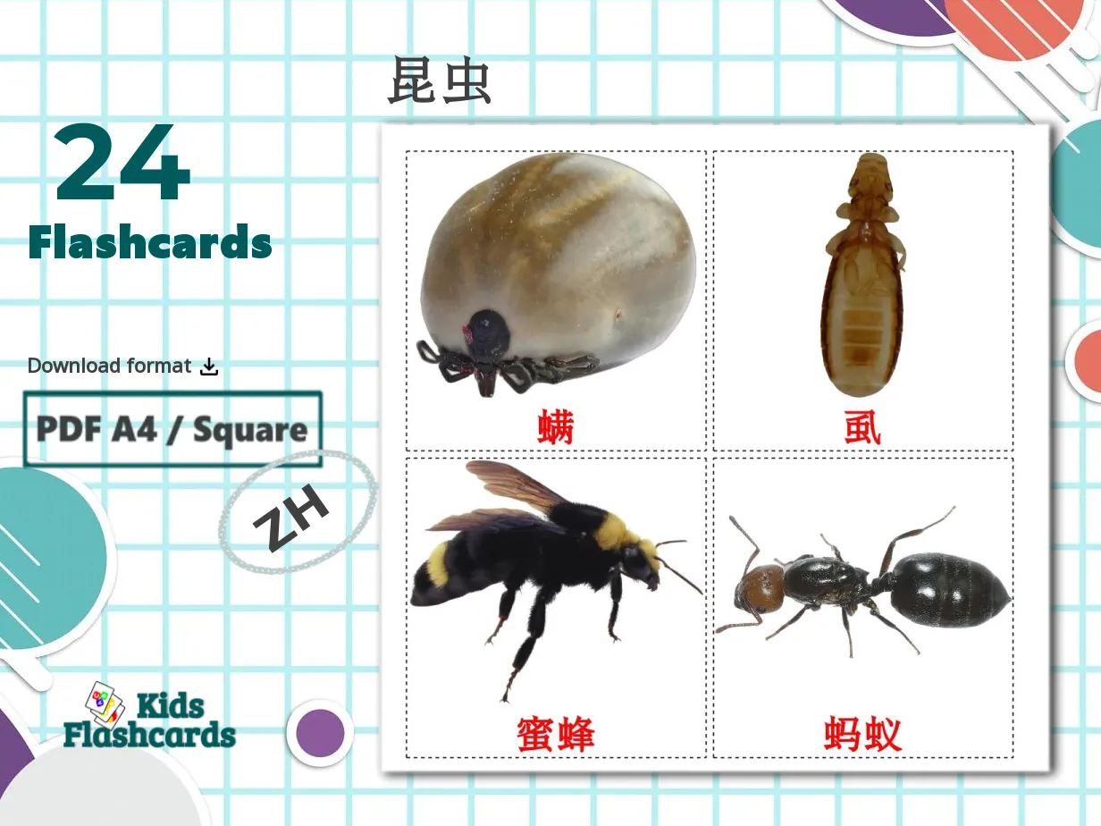 24 Printable Insects Flashcards in Chinese(Simplified) (Free PDF)