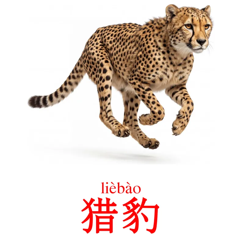 21 FREE Jungle animals Flashcards | PDF | Chinese(Simplified) Words
