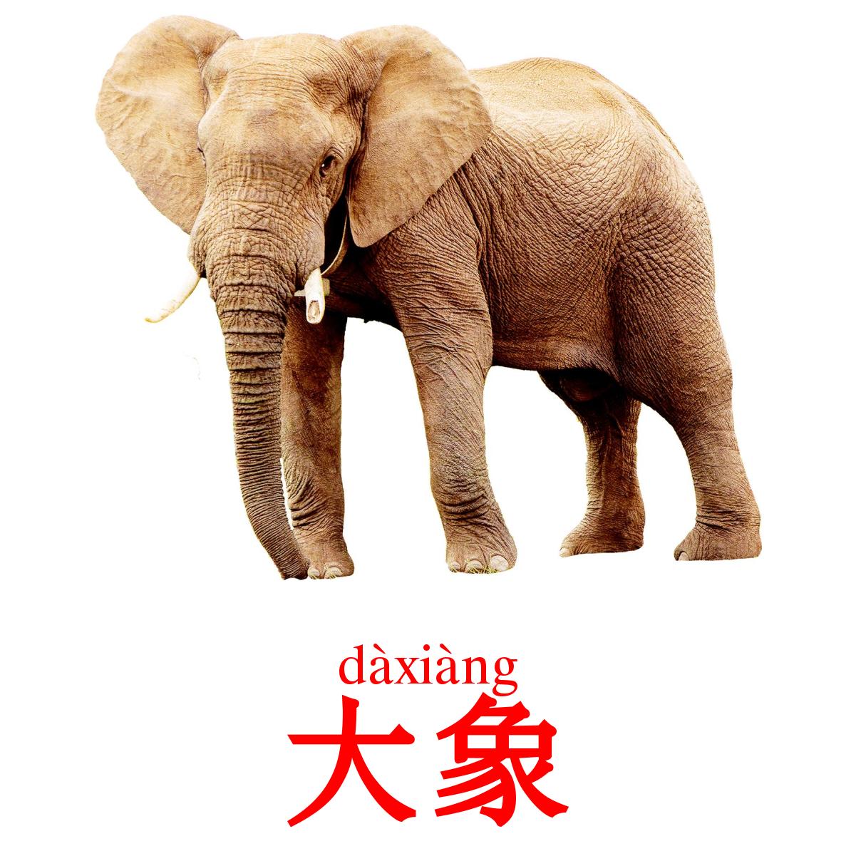 22 Printable Jungle animals Flashcards in Chinese(Simplified) (Free PDF)