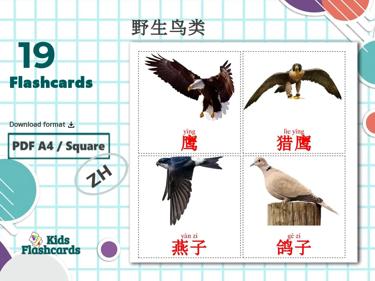 19 Printable Wild birds Flashcards in Chinese(Simplified) (Free PDF)