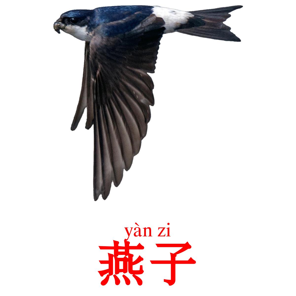 18 FREE Wild birds Flashcards | PDF | Chinese(Simplified) Words