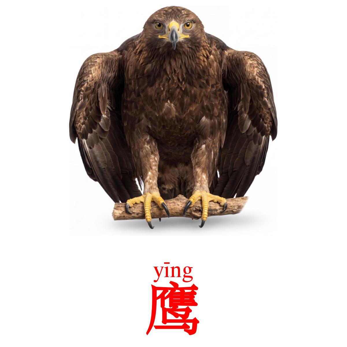 19 Printable Wild birds Flashcards in Chinese(Simplified) (Free PDF)