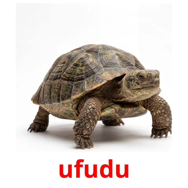 10 FREE Domestic animals Flashcards | PDF | Zulu Words