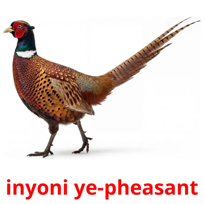 11 FREE Farm birds Flashcards | PDF | Zulu Words