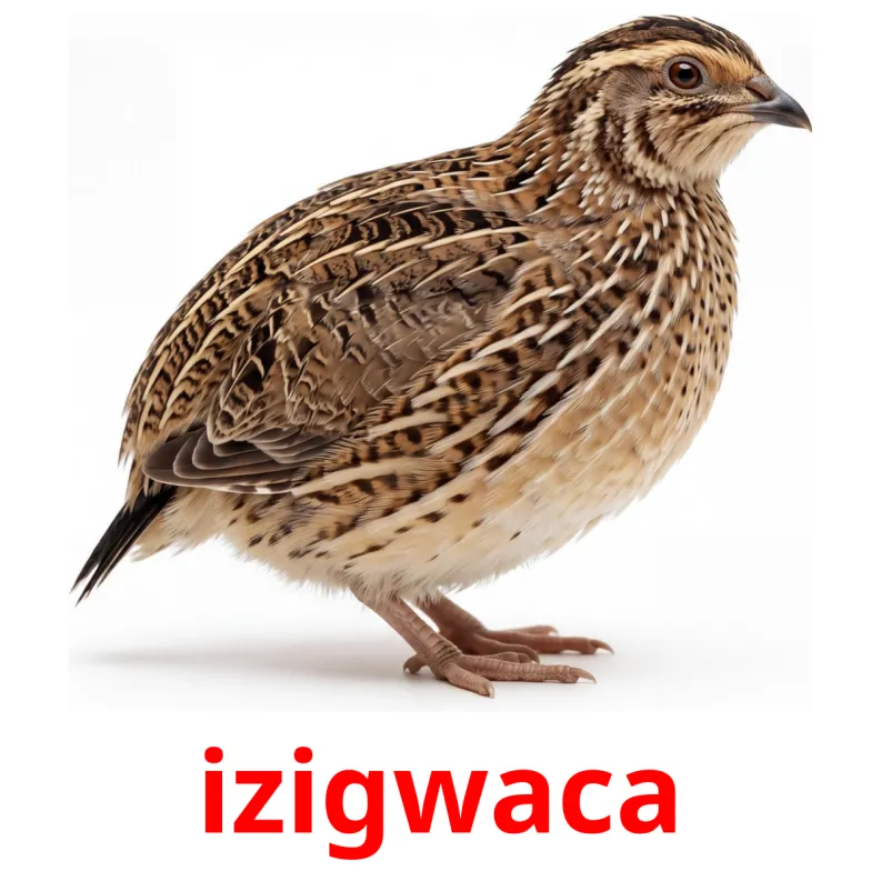 11 FREE Farm birds Flashcards | PDF | Zulu Words